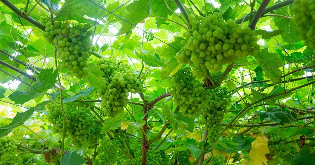 Interview: Asda’s UK grape vision | Article | Fruitnet
