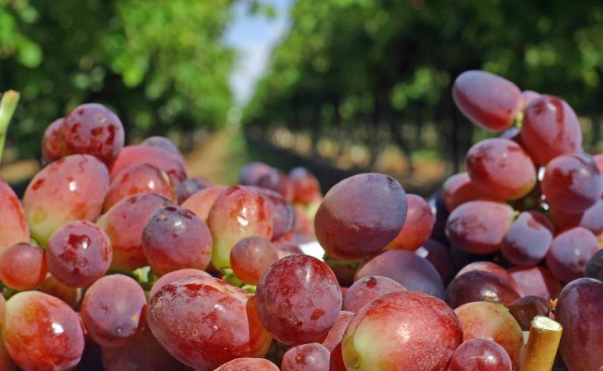 Grapes help counter high fat diets | Article | Fruitnet