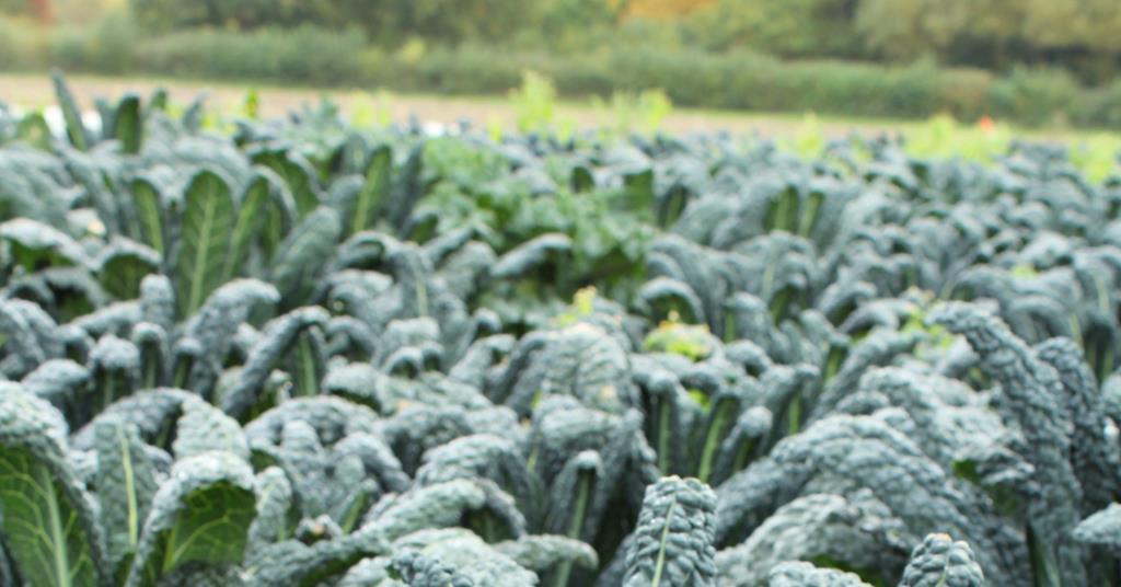 Tozer launches Dutch division due to Brexit | Article | Fruitnet