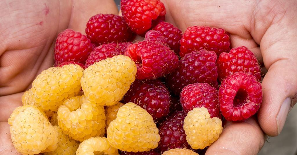 T&G Global launches VentureFruit | Article | Fruitnet