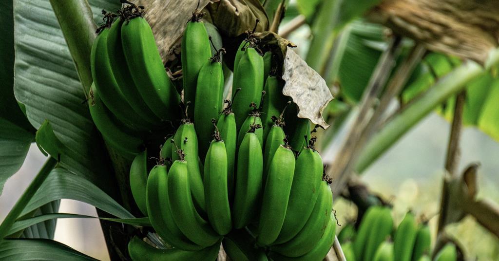 Peruvian banana exports stable in 2025 | News | Fruitnet