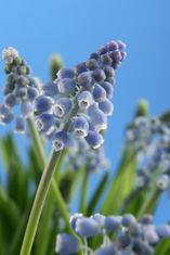 Spar flower sales in bloom | Article | Fruitnet