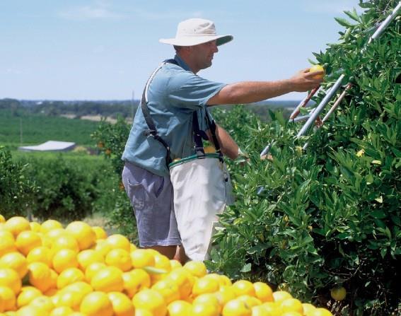 Australian citrus growers tour US | Article | Fruitnet