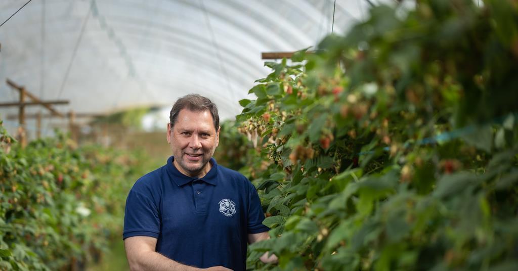 The Summer Berry Company begins year-round British strawberry ...