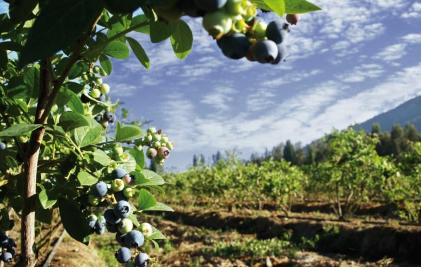 Chile projects blueberry growth | Article | Fruitnet