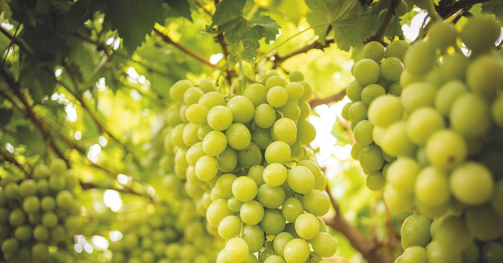 Orange River grape harvest underway | News | Fruitnet
