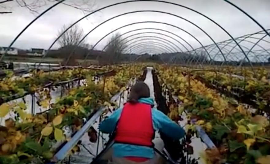 Berry grower faces £20k of crop losses after flooding | Article | Fruitnet