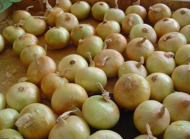 Growth for Peruvian onion exports | Article | Fruitnet