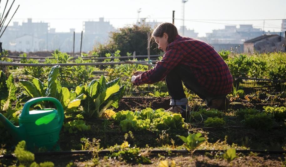 Study shows promise of urban farming | Article | Fruitnet