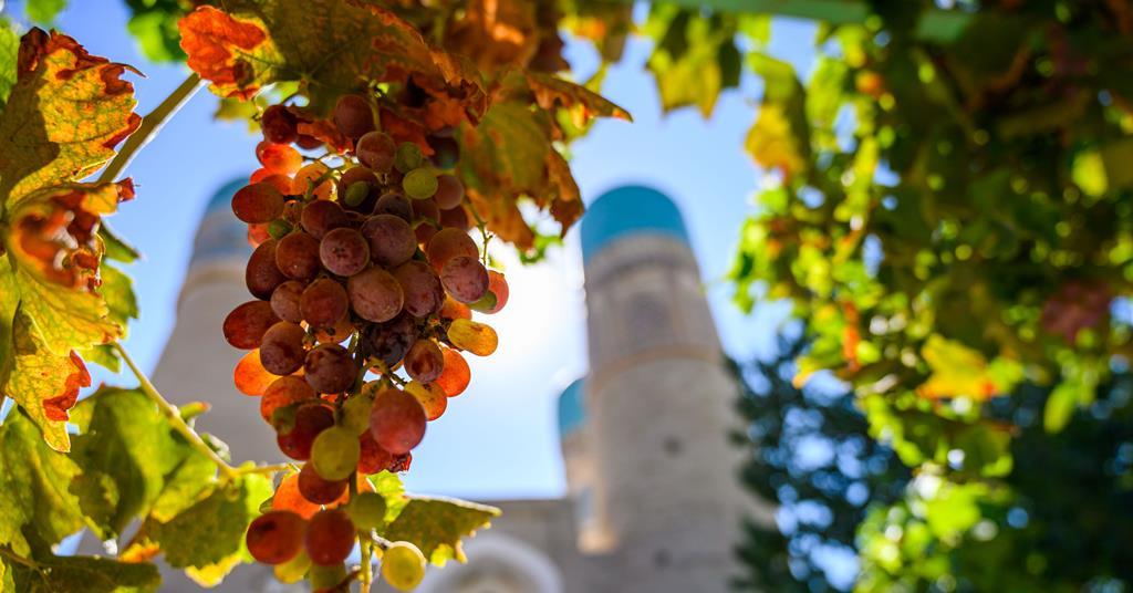 Uzbek grape exports on the up | Article | Fruitnet