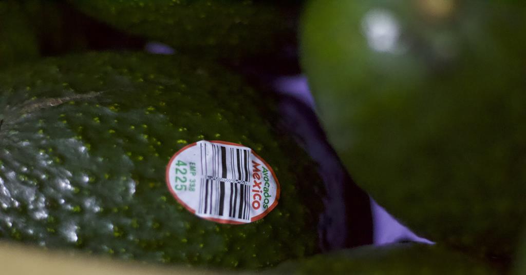 Mexican avocados in the firing line | News | Fruitnet