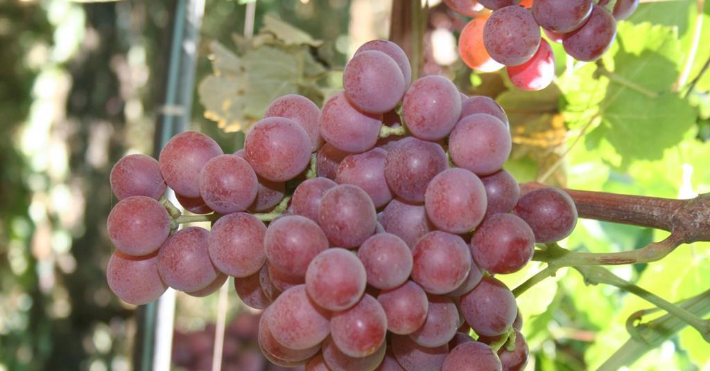 Seedless grapes lead Spain’s export charge in RSA | Article | Fruitnet