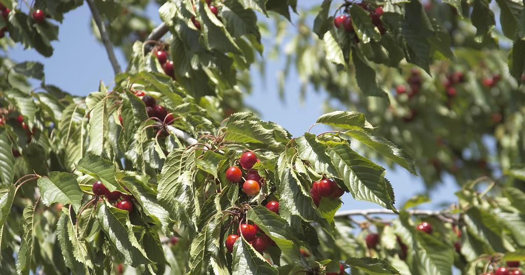 Tough start to Spanish cherry campaign | Article | Fruitnet