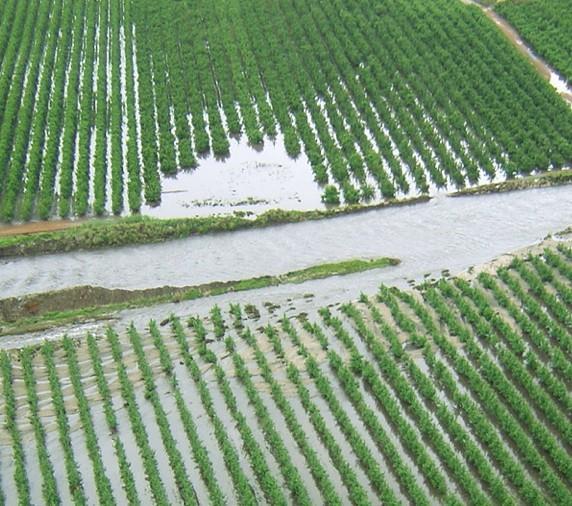 Polish exports set to slump after floods | Article | Fruitnet