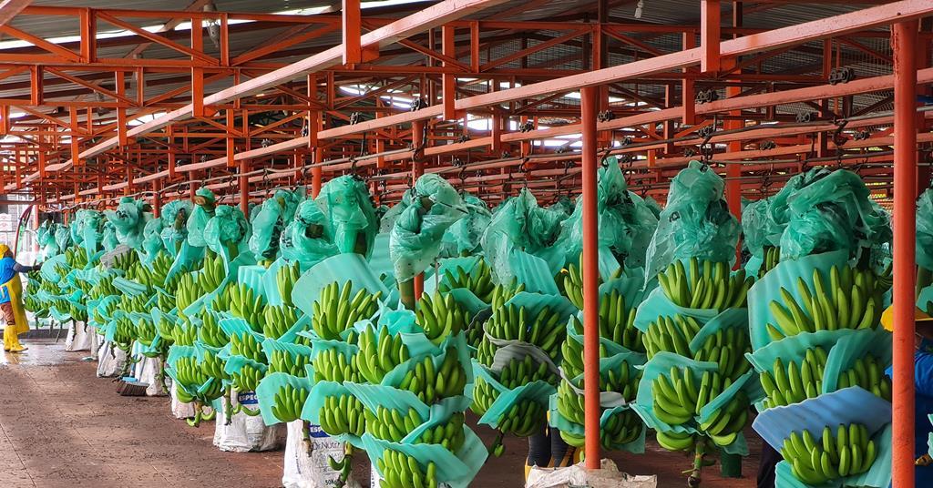 Climate and sustainability to take centre stage at Banana Time 2023 ...