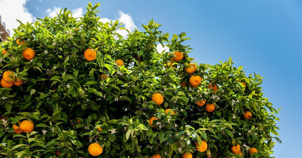 Drop in Florida citrus volumes after Hurricane Ian | Article | Fruitnet
