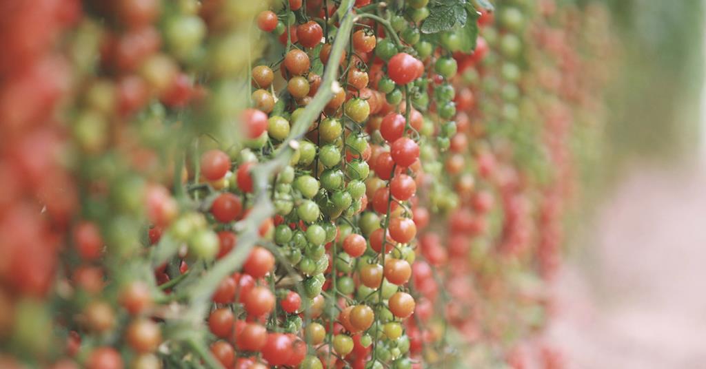 Record year for Moroccan fruit and vegetable exports | News | Fruitnet