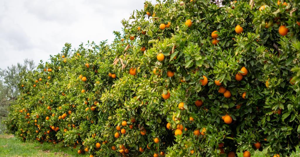 Rise in South African citrus volumes predicted | News | Fruitnet