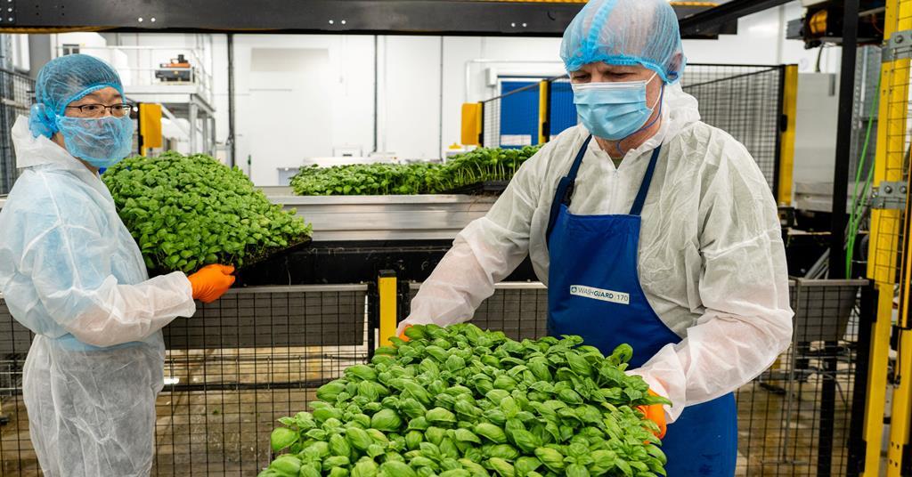Fischer Farms gains LEAF accreditation for Norwich vertical farm | News ...