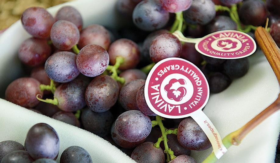 Agricoper: new grape varieties essential | Article | Fruitnet