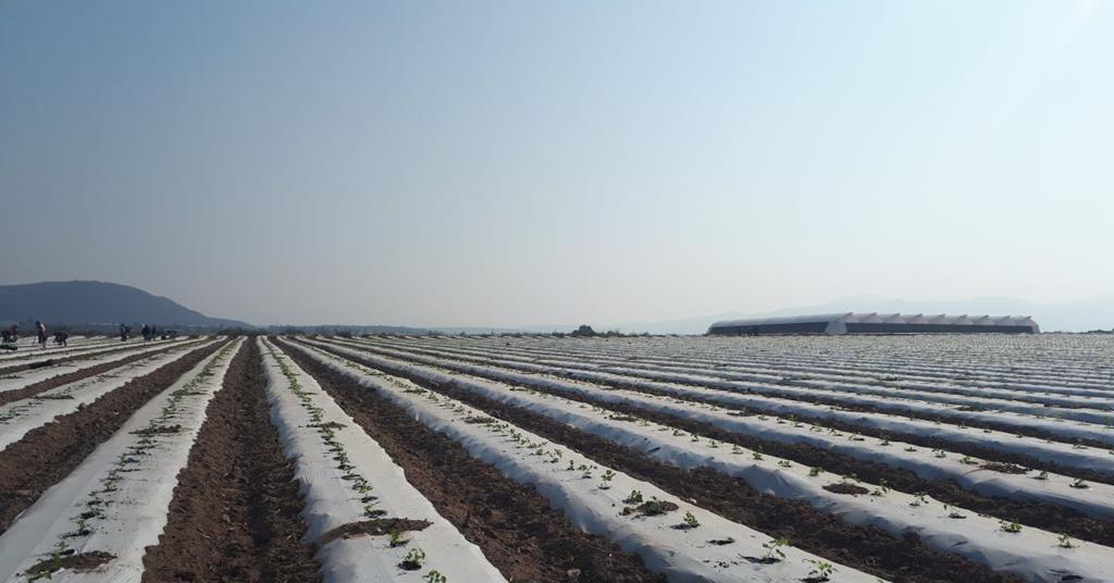 California Giant expands raspberry programme | Article | Fruitnet