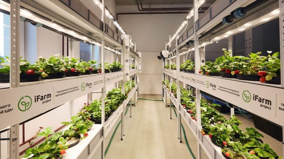Gagarin invests in iFarm technology | Article | Fruitnet