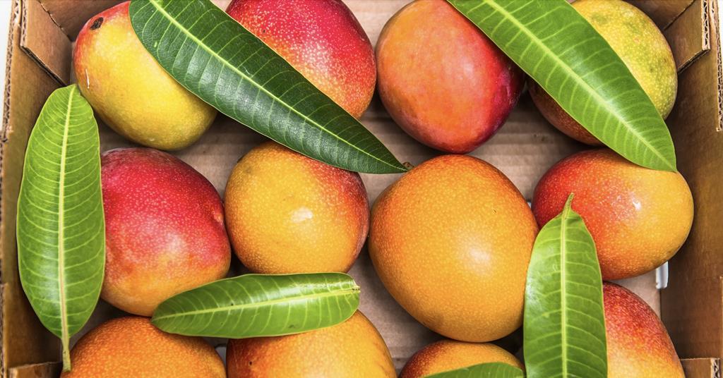 Mexican mango producers look beyond the US amid tariff threats ...