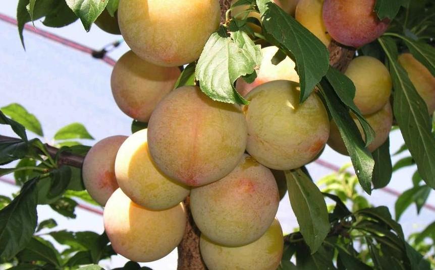 Gradilis puts research first | Article | Fruitnet