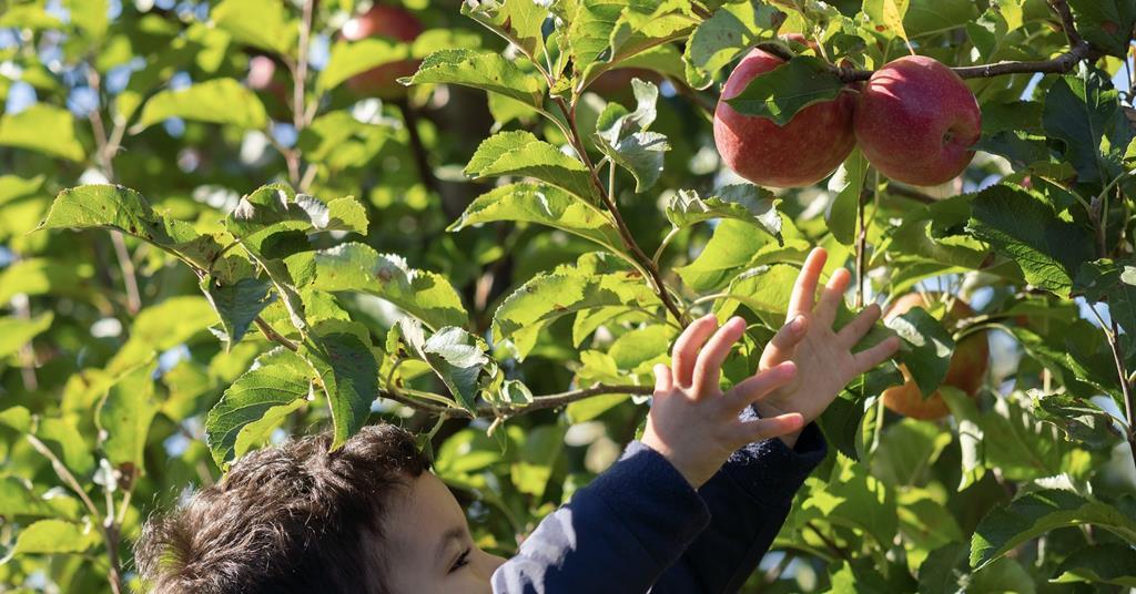 Sponsor strategy brings growers and consumers closer, says Pink Lady ...