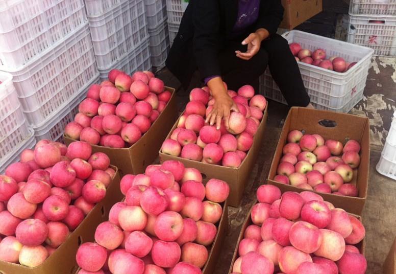 Alfa releases season forecast | Article | Fruitnet