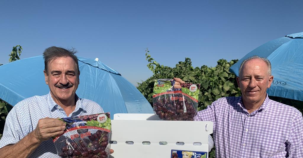 California table grape season underway | News | Fruitnet