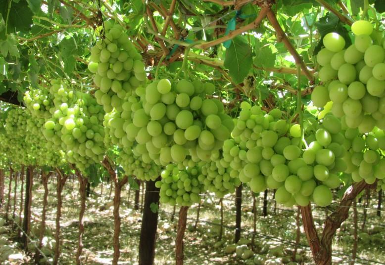 Grape breeders form new alliance | Article | Fruitnet