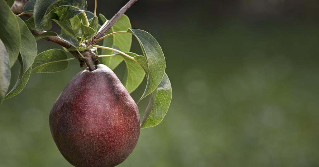 Northwest pears on track for solid season | Article | Fruitnet