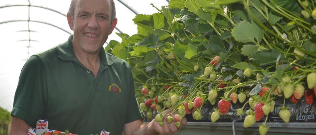 Strawberry production surges in record spring | Article | Fruitnet