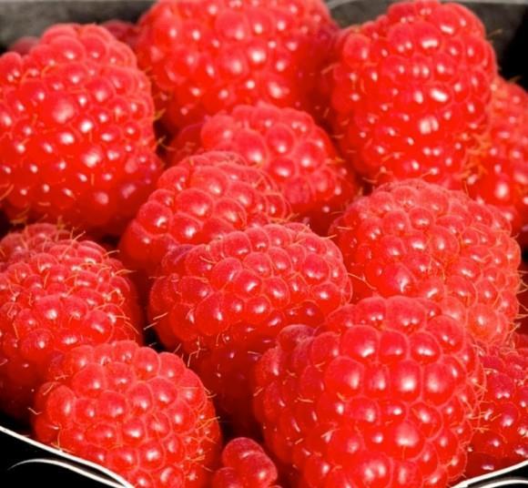 Berry varieties on show at Fruit Focus | Article | Fruitnet