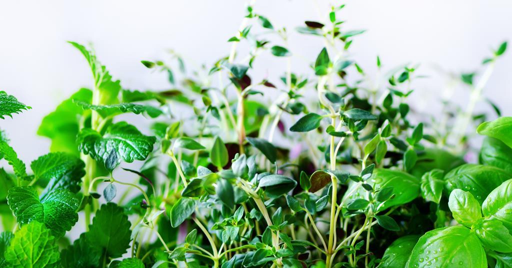 BVL/QS: Notfallzulassung für Pflanzenschutzmittel Fonganil Gold erteilt ...