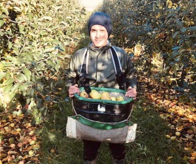 Kent growers redistribute 150,000 apples | Article | Fruitnet