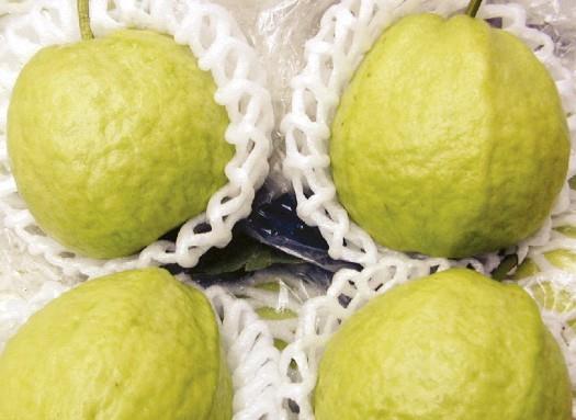 USDA approves Mexican guava imports | Article | Fruitnet