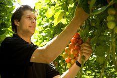Thanet Earth unveils plan for fourth glasshouse | Article | Fruitnet