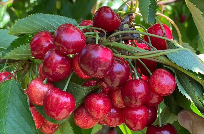 Orchard View cherries "truly superb" | Article | Fruitnet