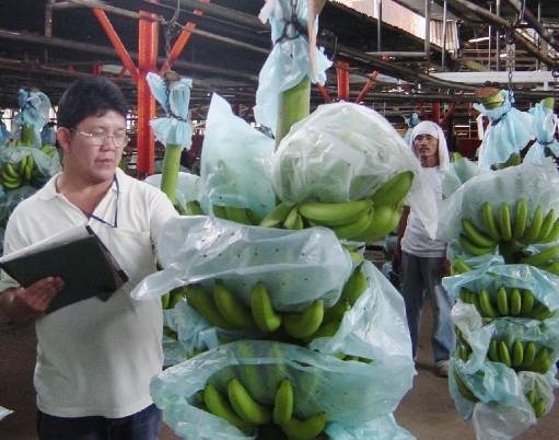 Philippine bananas arrive in US | Article | Fruitnet