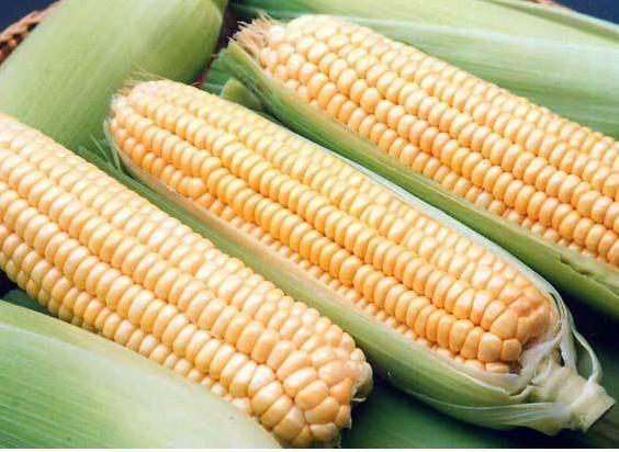 Maize taking root across Australia | Article | Fruitnet
