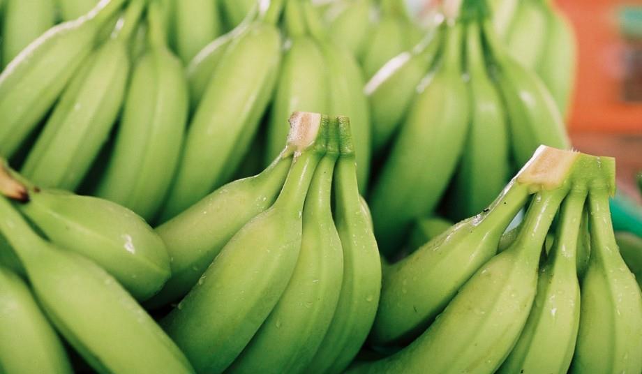 FAO launches banana industry resource | Article | Fruitnet