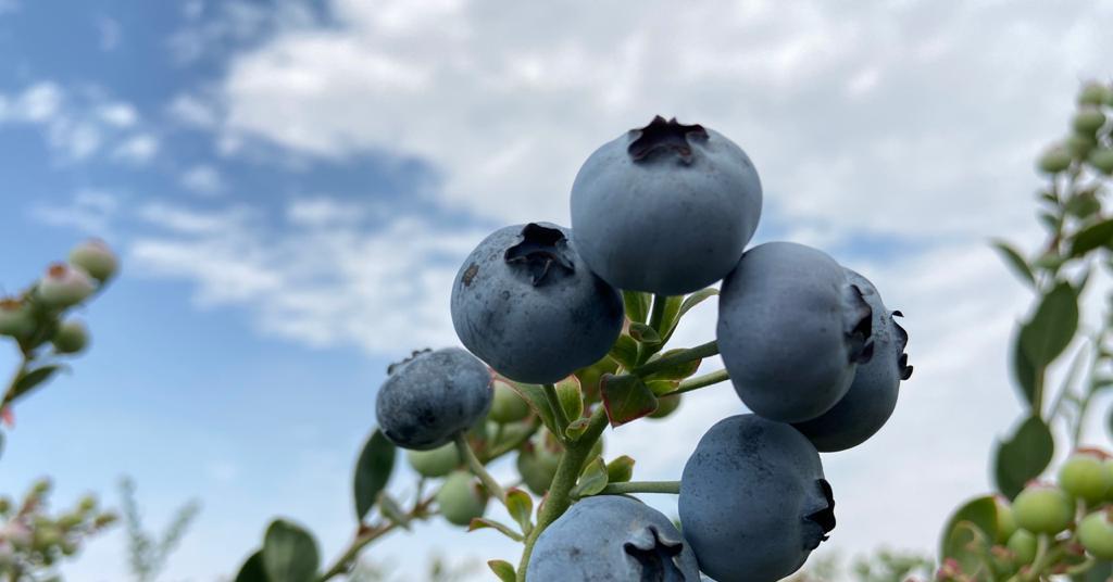 Berries Paradise and Agrovision announce marketing JV | Article | Fruitnet