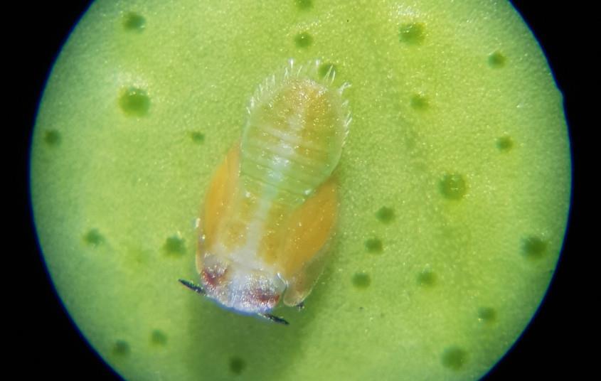 Bug threat to Israeli citrus | Article | Fruitnet