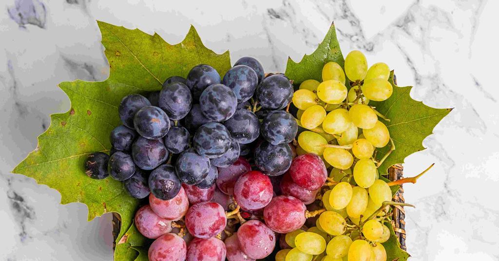 Puglia project puts grape production on the map | News | Fruitnet