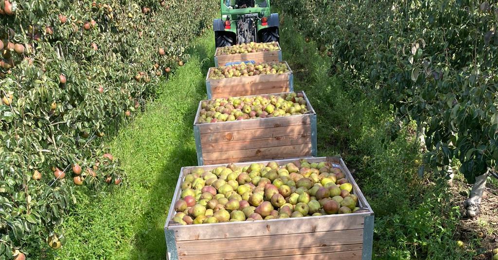 Sweet Sensation pear harvest begins with 6,000 tonnes expected from ...