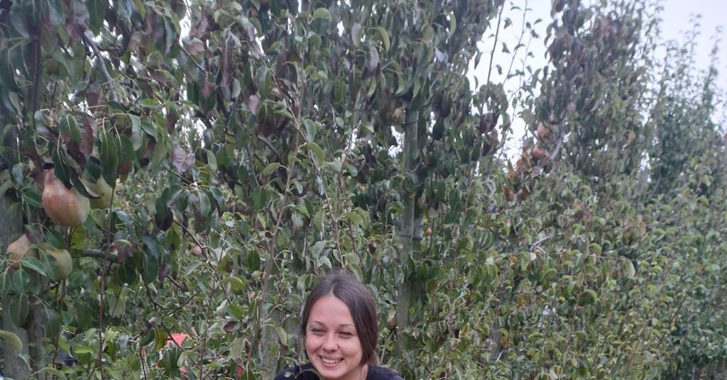 Sweet Sensation pear harvest begins with 6,000 tonnes expected from ...