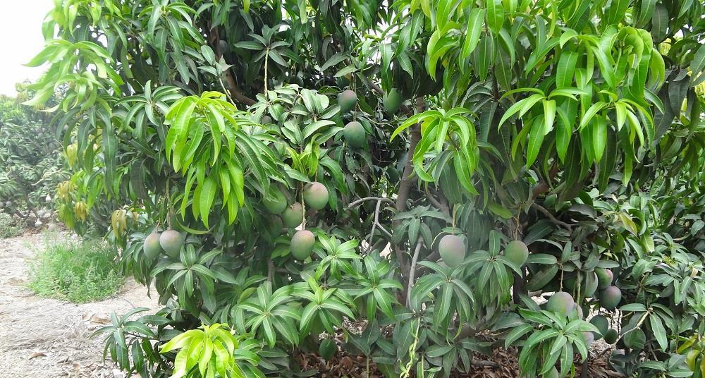 Peru: Mango-Exporte im ersten Halbjahr 2017 über 134 Millionen US ...