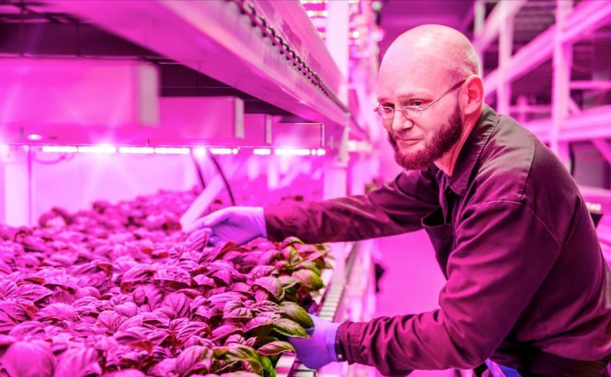 GSF builds Chicago vertical farm | Article | Fruitnet